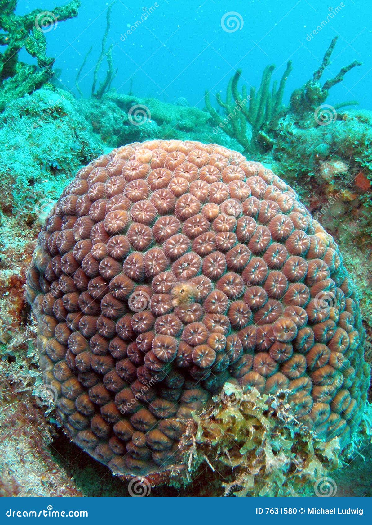 Star Coral stock photo. Image of giant, adventure, beautiful - 7631580