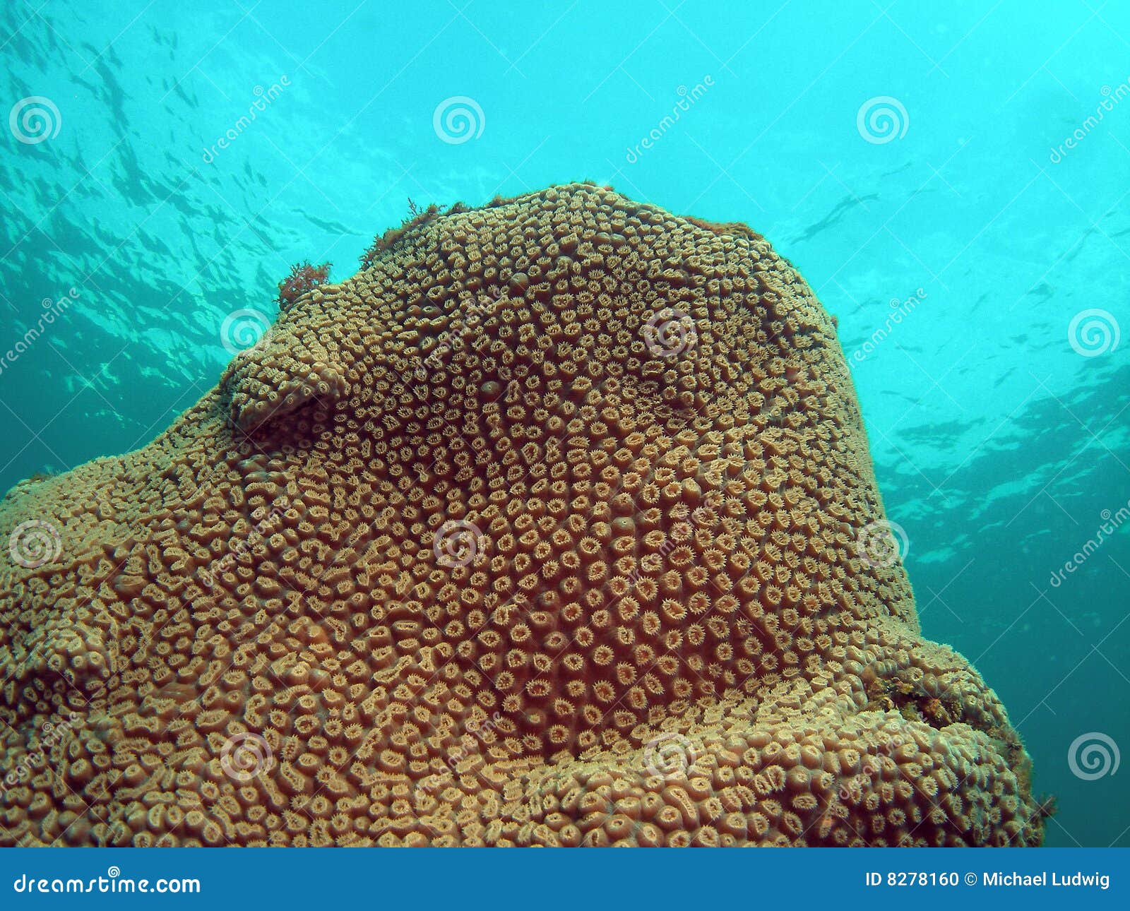 Star Coral stock photo. Image of corals, water, star, sponge - 8278160