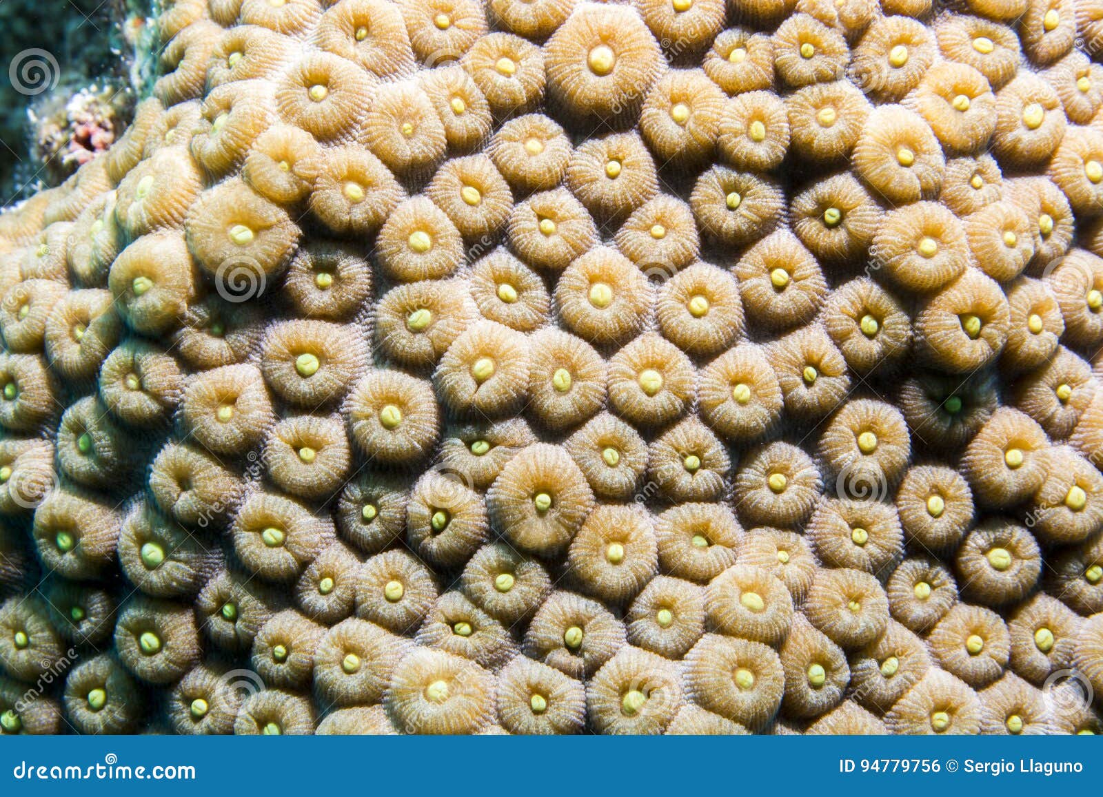Star Coral Polyp stock photo. Image of underwater, dive - 94779756