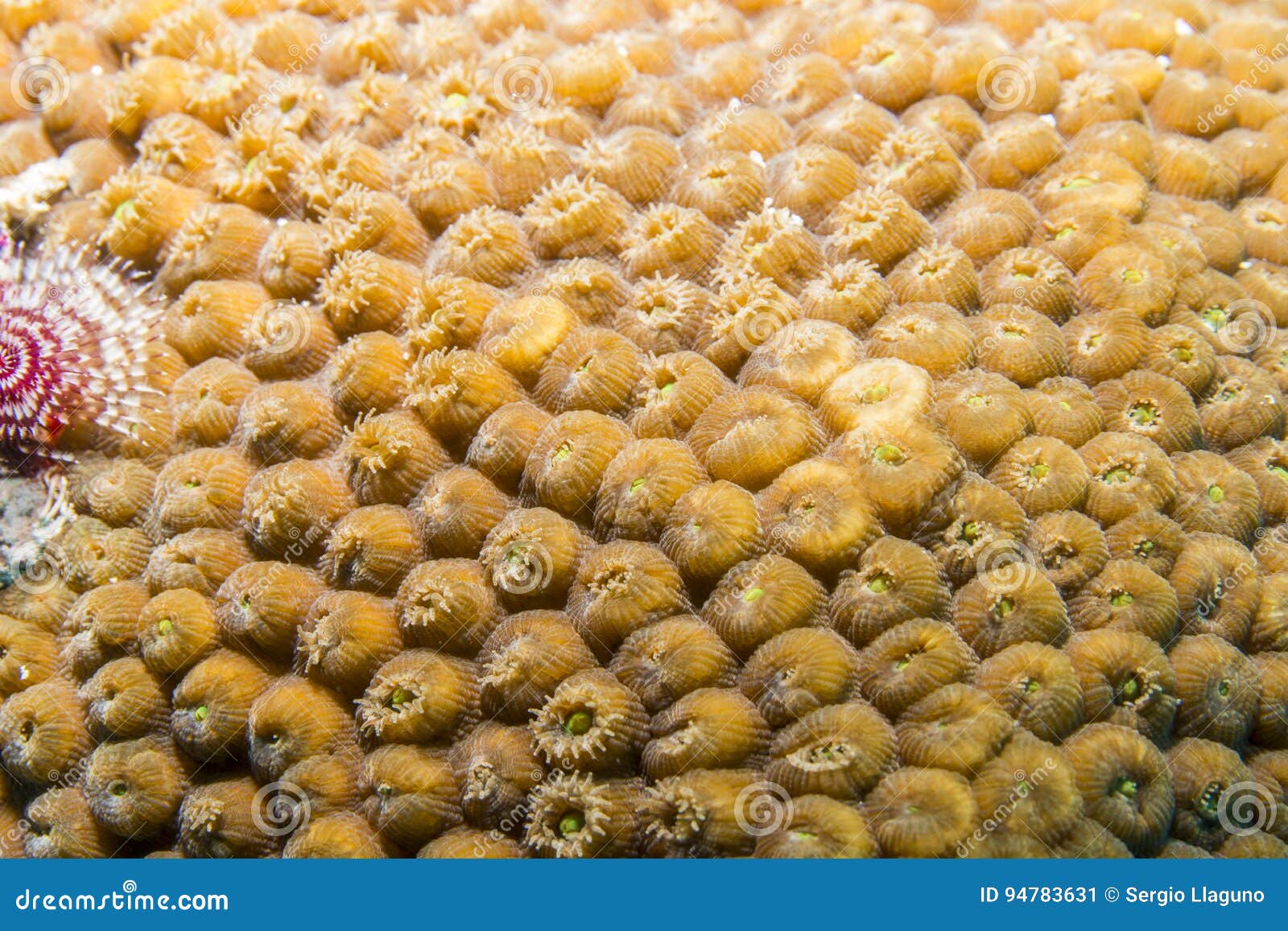 Star Coral Polyp stock image. Image of reef, polyp, dive - 94783631