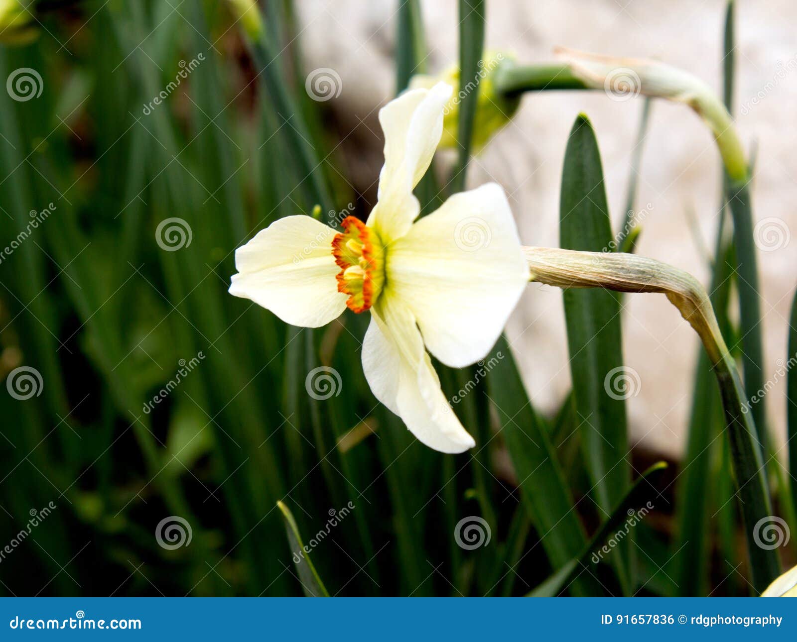 Star of David Narcis stock photo. Image of orange, summer - 91657836