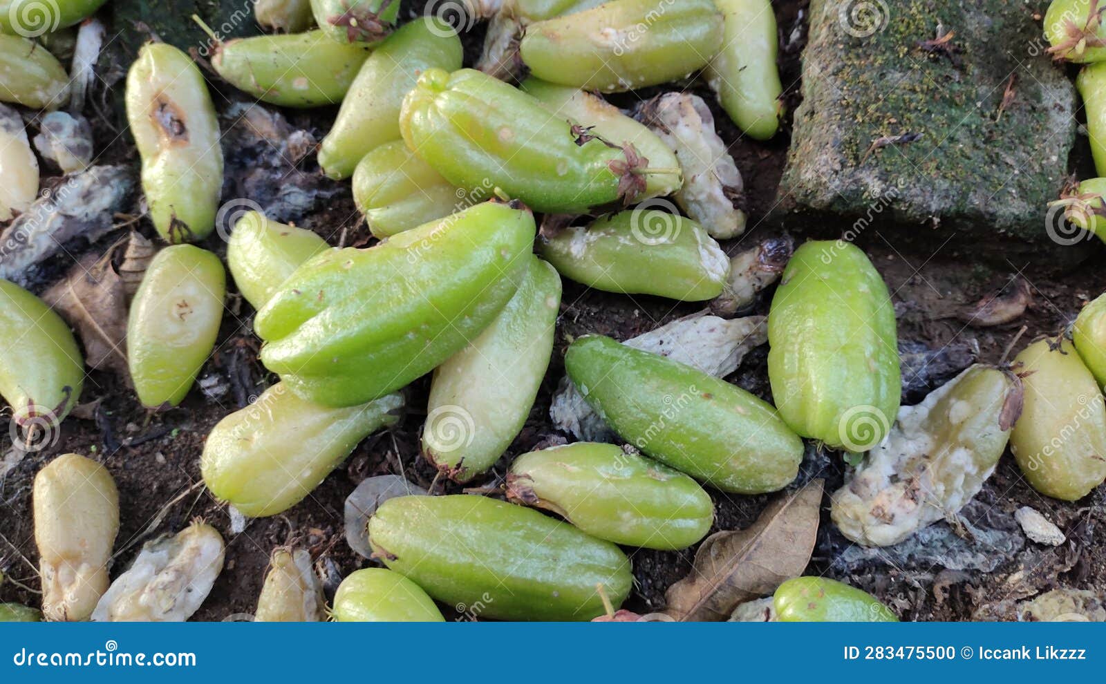 Star Fall into Ground and Has Been Rotten Stock Photo - Image of star ...