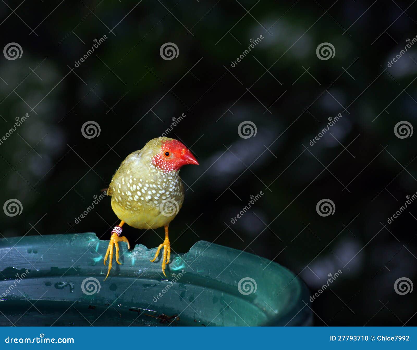 Star Finch stock photo. Image of beak, bill, face, feathers - 27793710