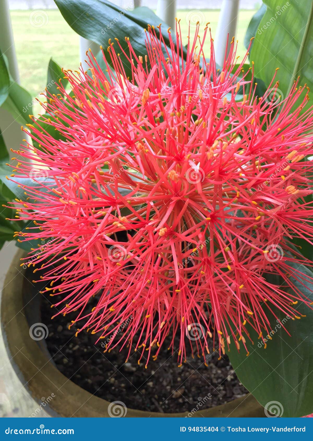 Star Fire stock photo. Image of unique, fire, lily, beautiful - 94835404