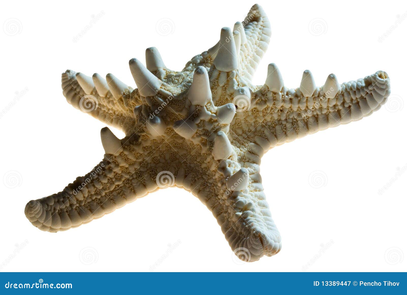 Star-fish stock image. Image of creature, thistly, prickly - 13389447