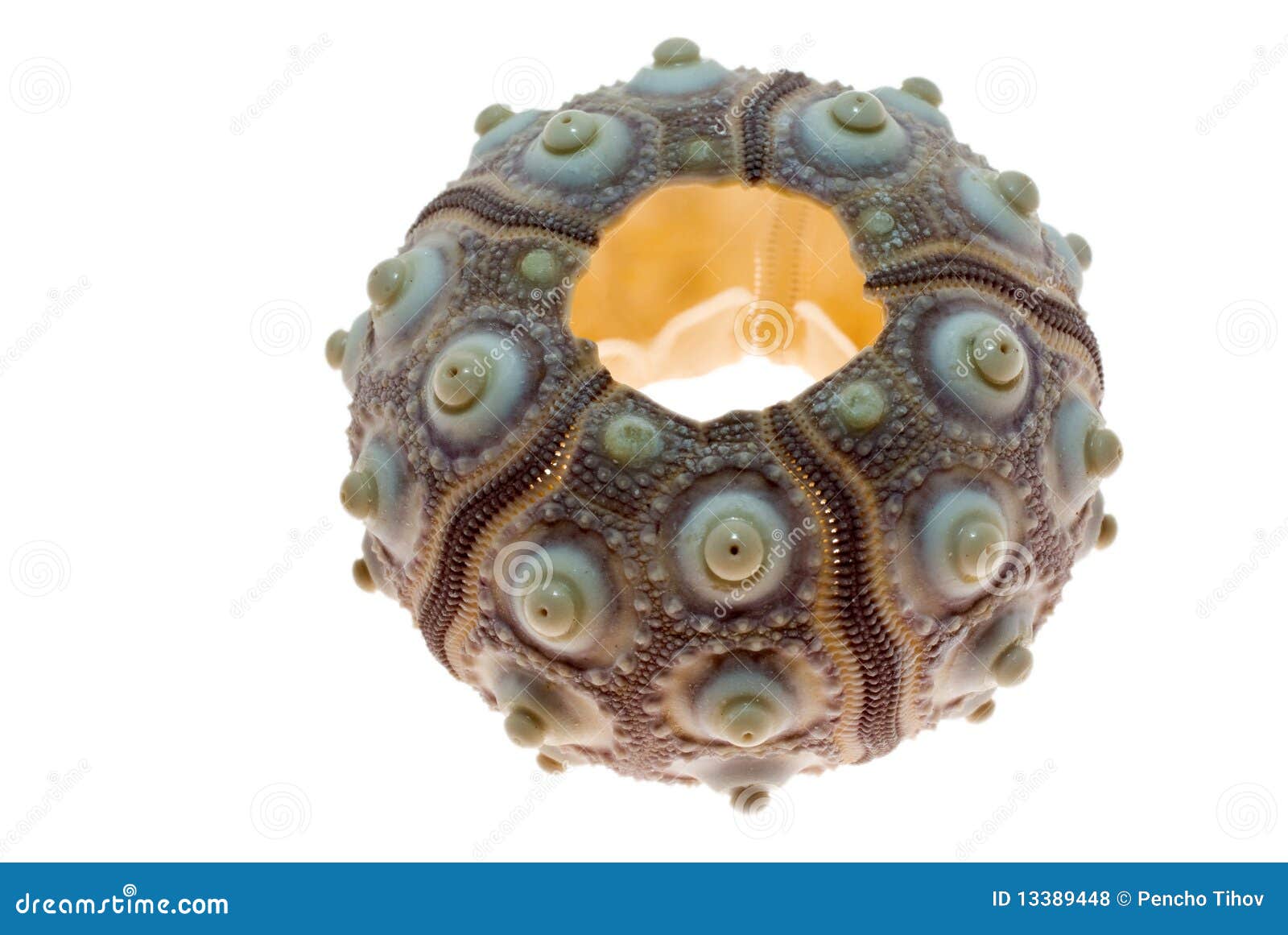 Star-fish stock photo. Image of thorny, mussel, echinoderm - 13389448