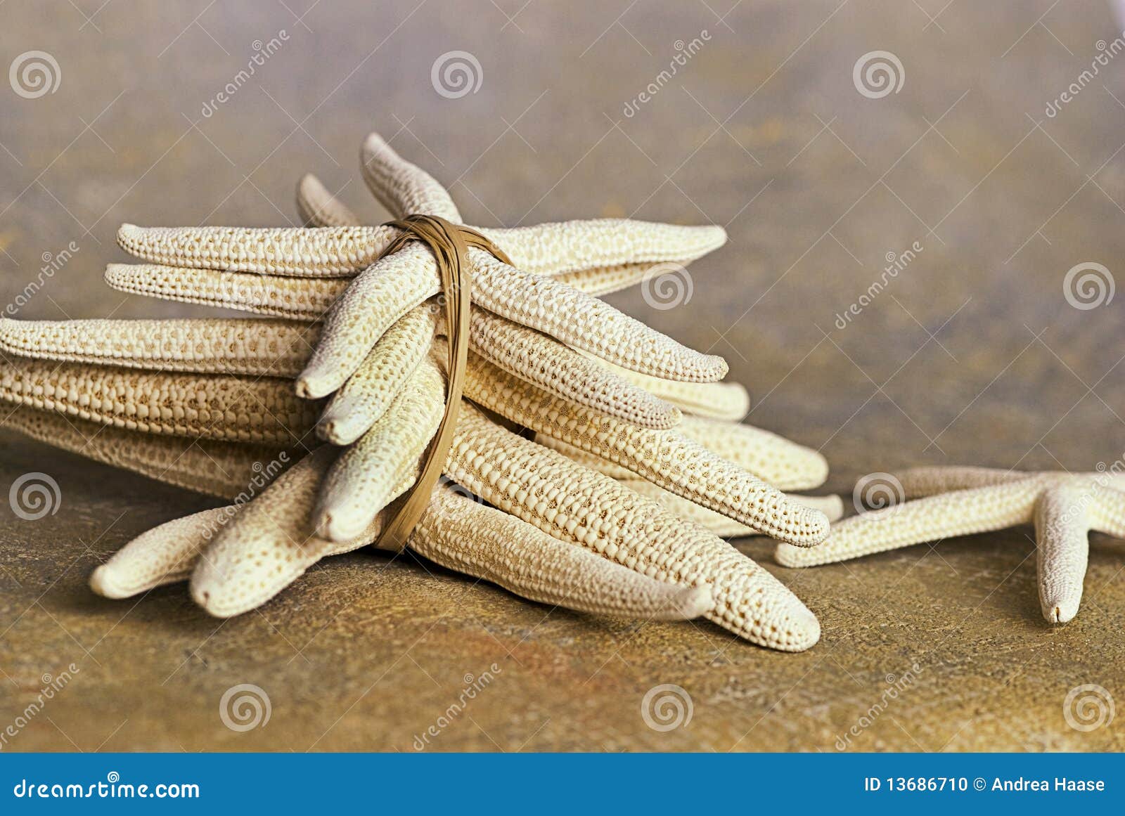 Star fish stock photo. Image of starfish, marine, maritime - 13686710