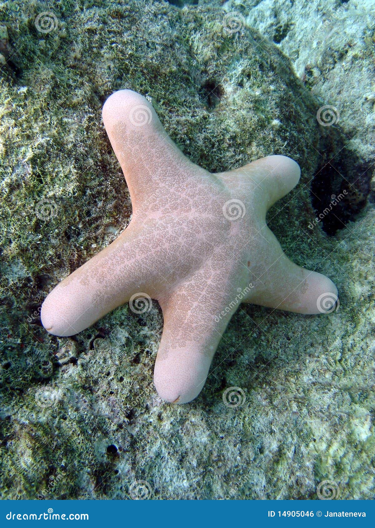 Star fish stock photo. Image of animal, kuredu, water - 14905046