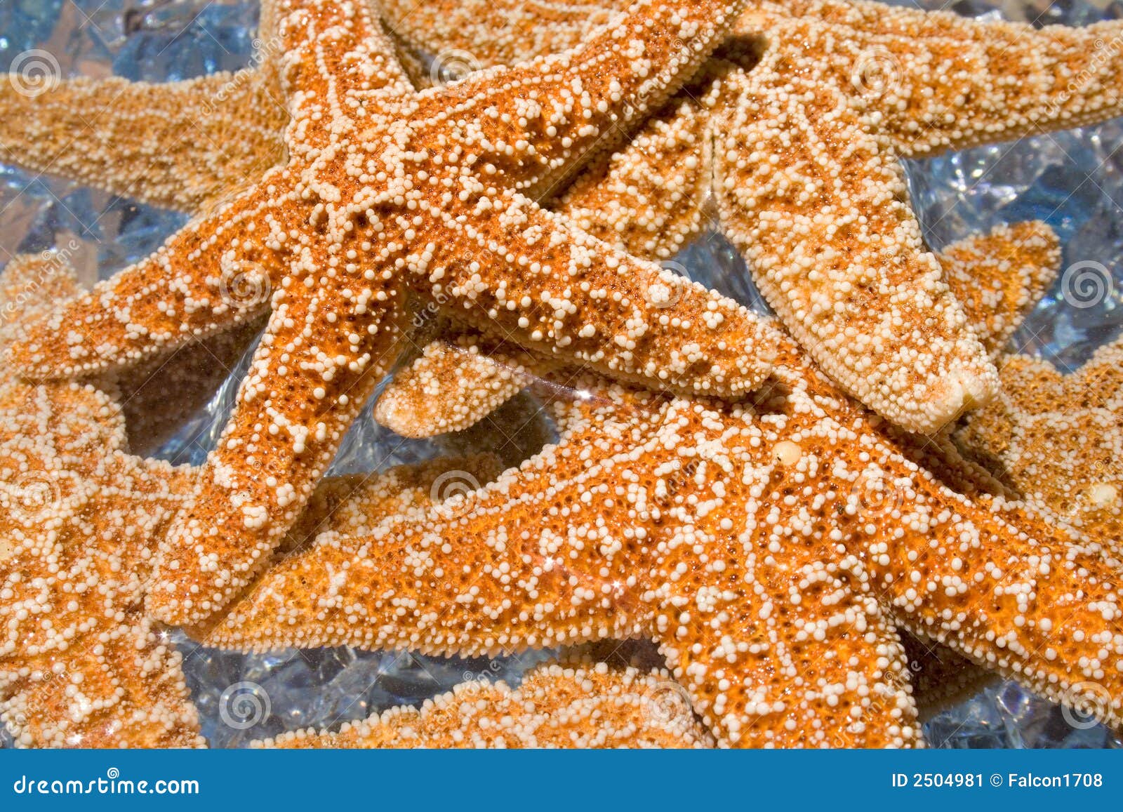 Star Fish stock image. Image of color, floating, light - 2504981