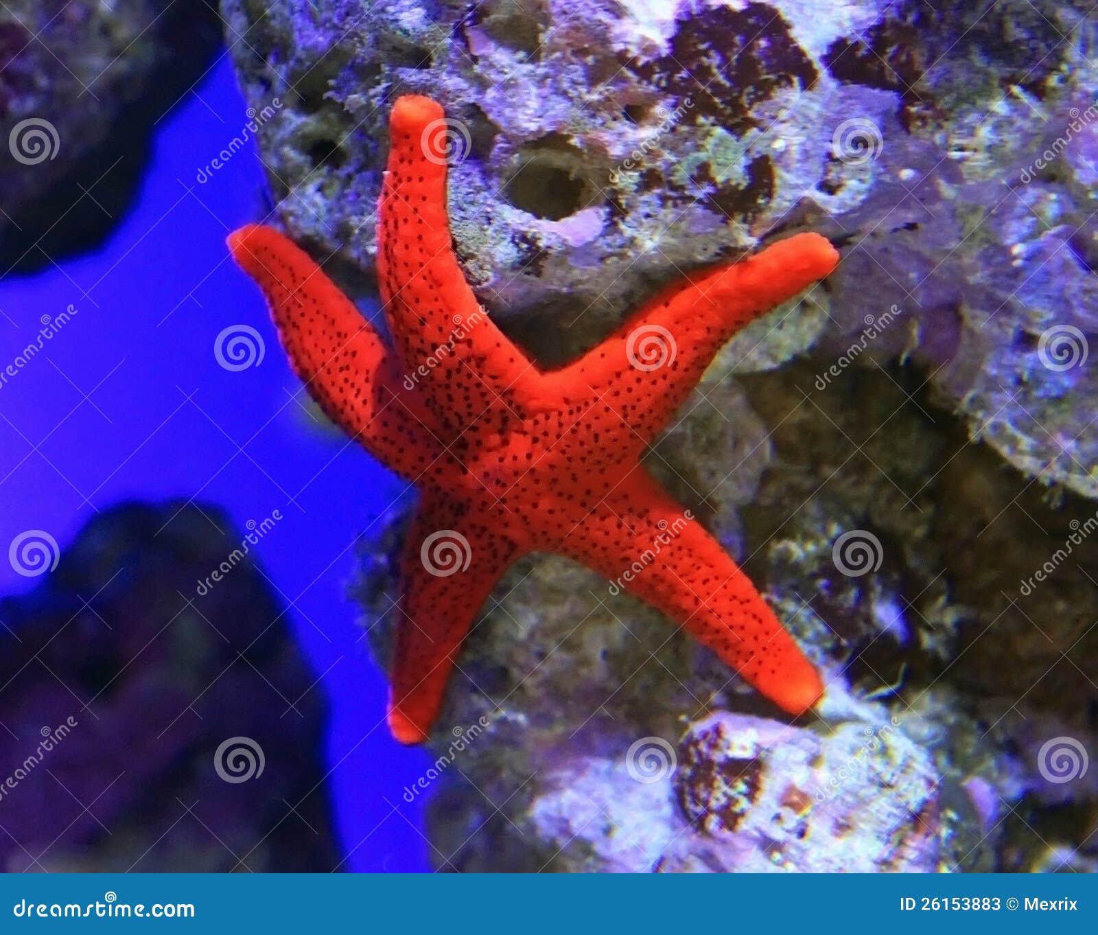 Star fish stock image. Image of island, coast, scene - 26153883