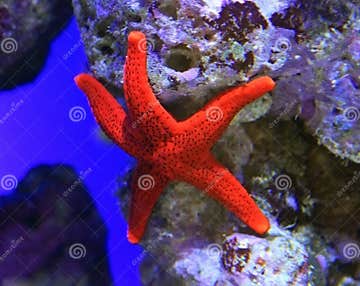 Star fish stock image. Image of island, coast, scene - 26153883