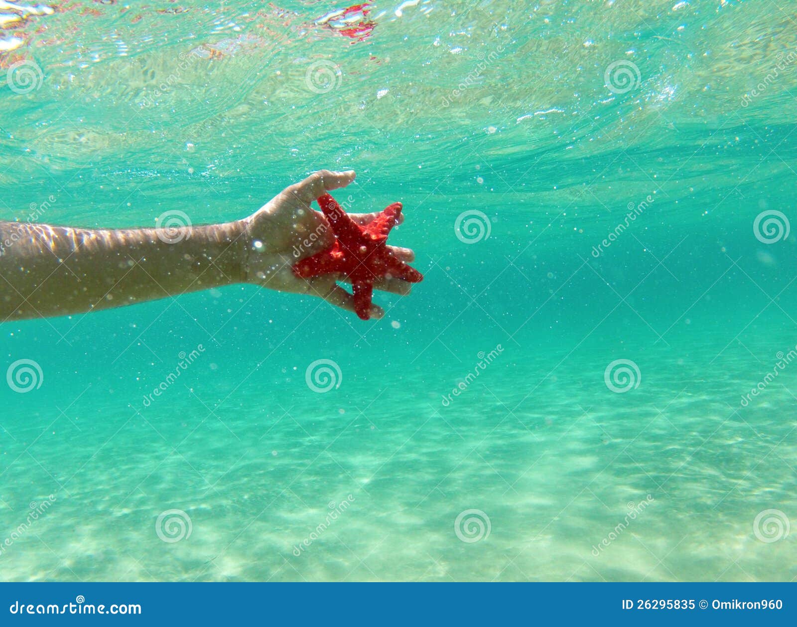 Star fish stock image. Image of seascape, creature, beach - 26295835