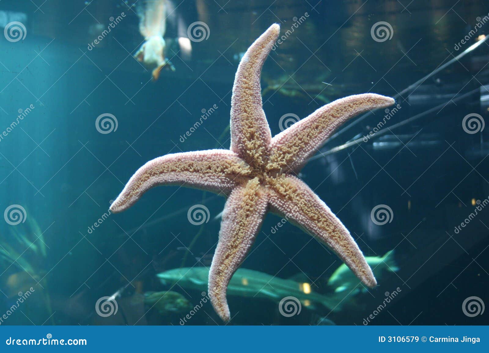 Star fish stock image. Image of water, aquarium, life - 3106579