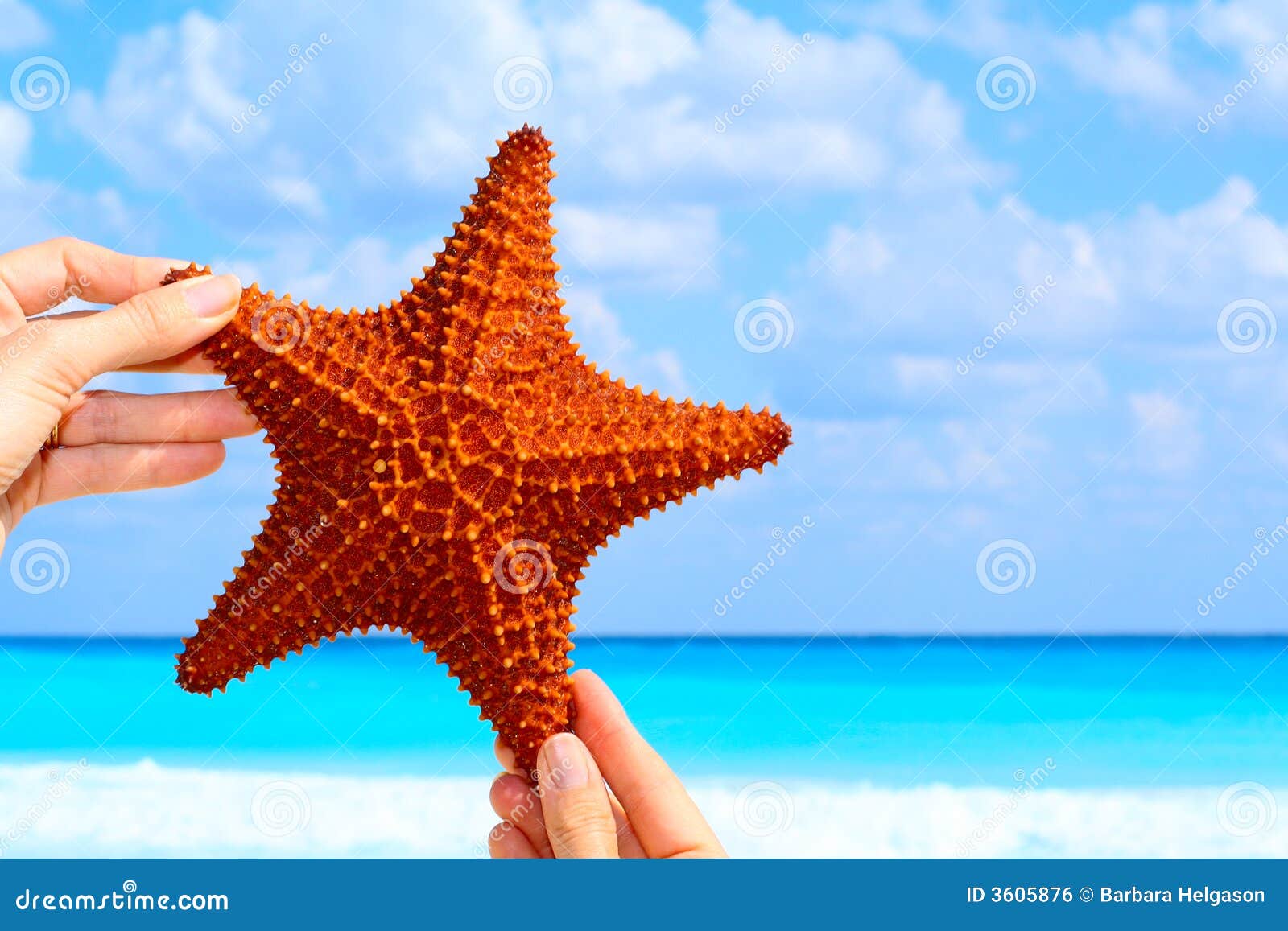 Star fish stock photo. Image of creature, coast, hands - 3605876