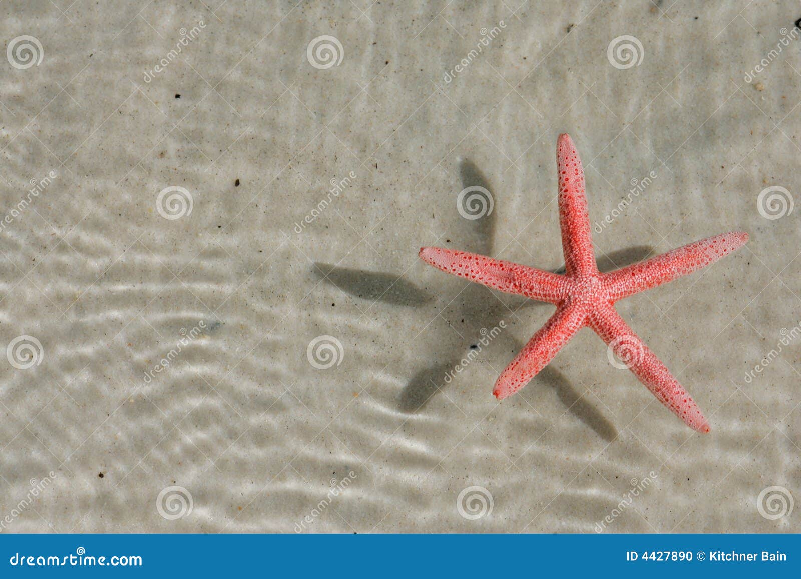 Star Fish stock photo. Image of shallow, marine, wildlife - 4427890