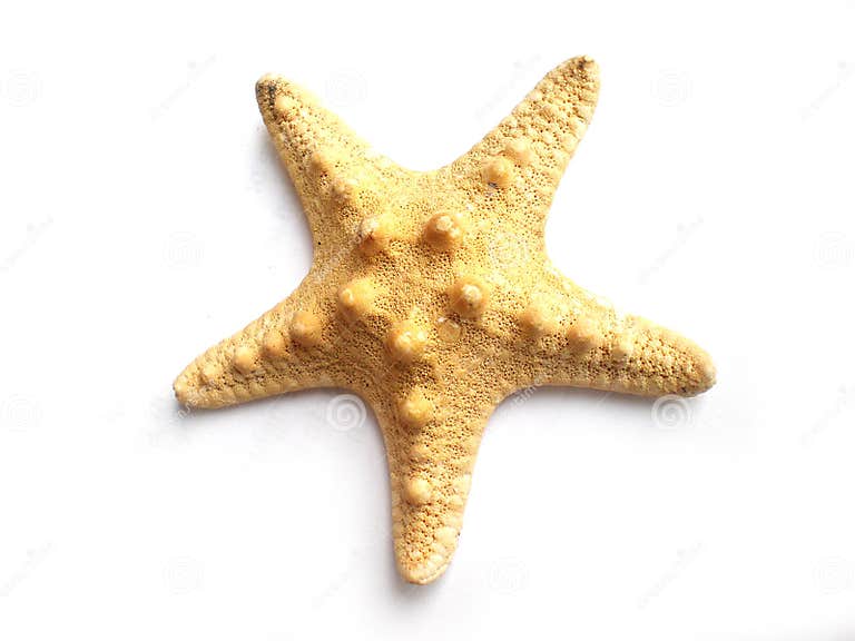 Star fish stock image. Image of exotic, mollusk, ease - 5421531