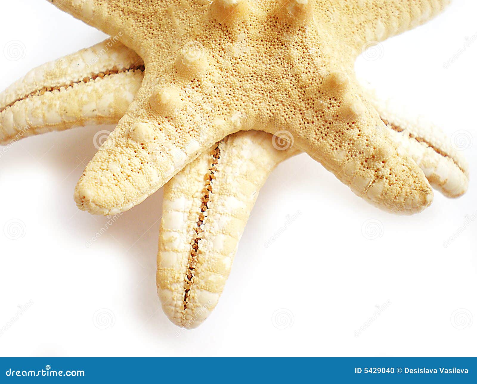 Star fish stock photo. Image of collection, background - 5429040