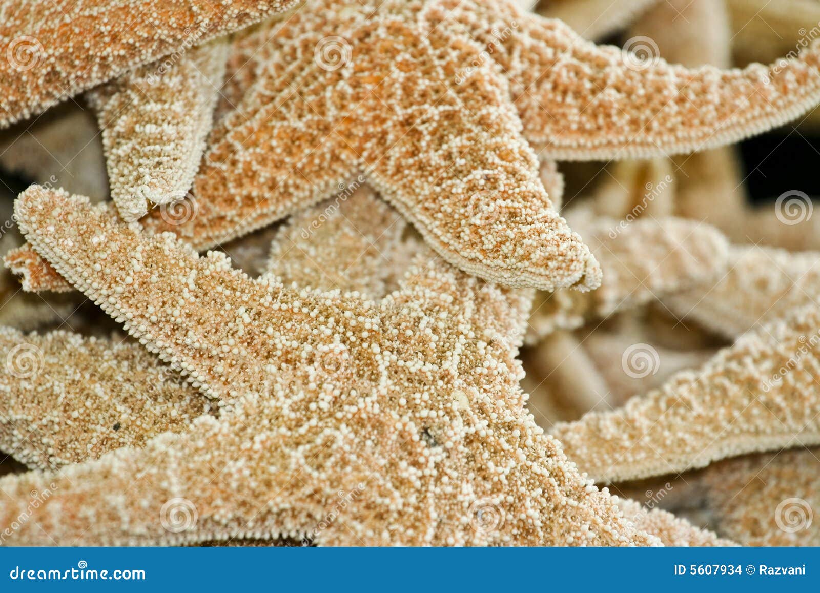 Star Fish stock photo. Image of seashell, shell, holiday - 5607934