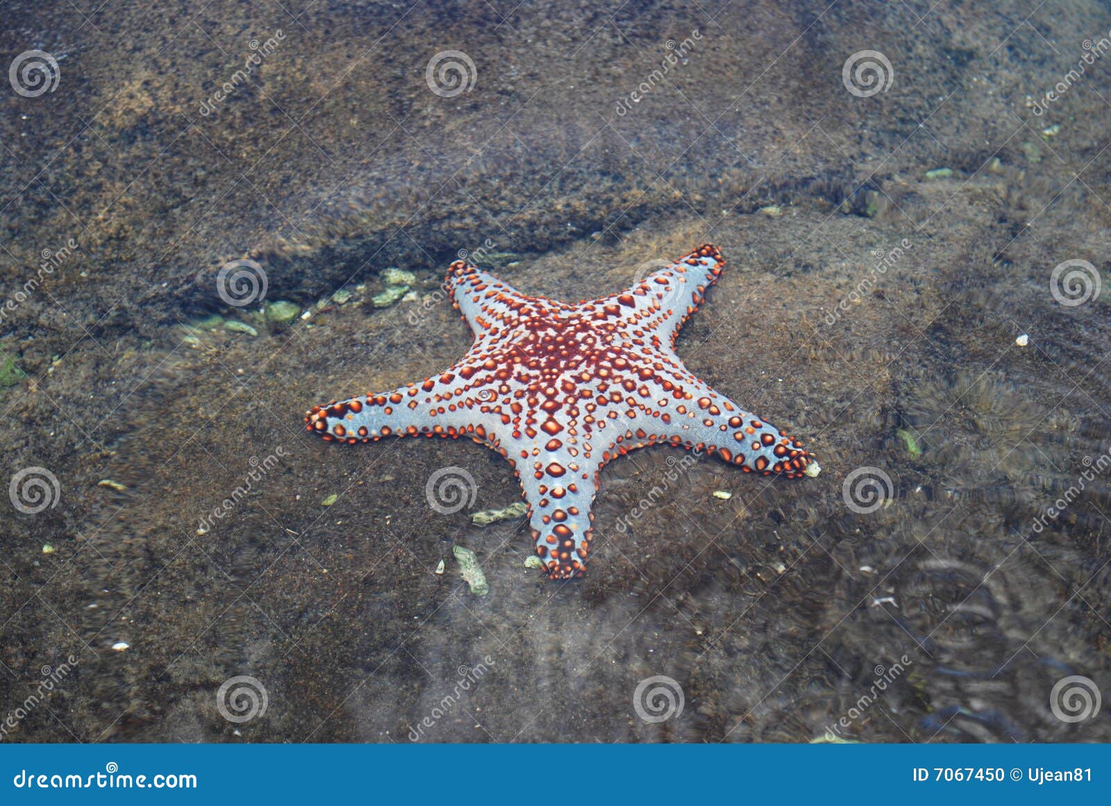 Star Fish stock photo. Image of fish, starfish, rock, animal - 7067450