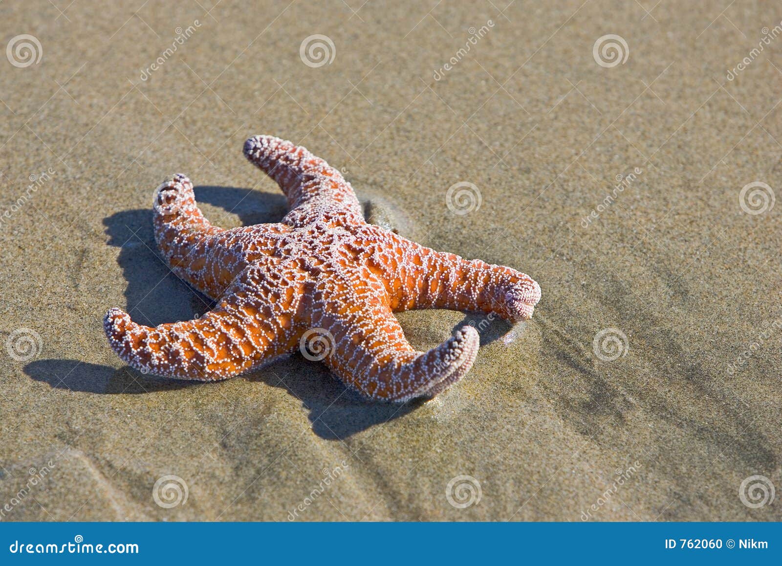 Star fish stock photo. Image of starfish, isolated, sunny - 762060