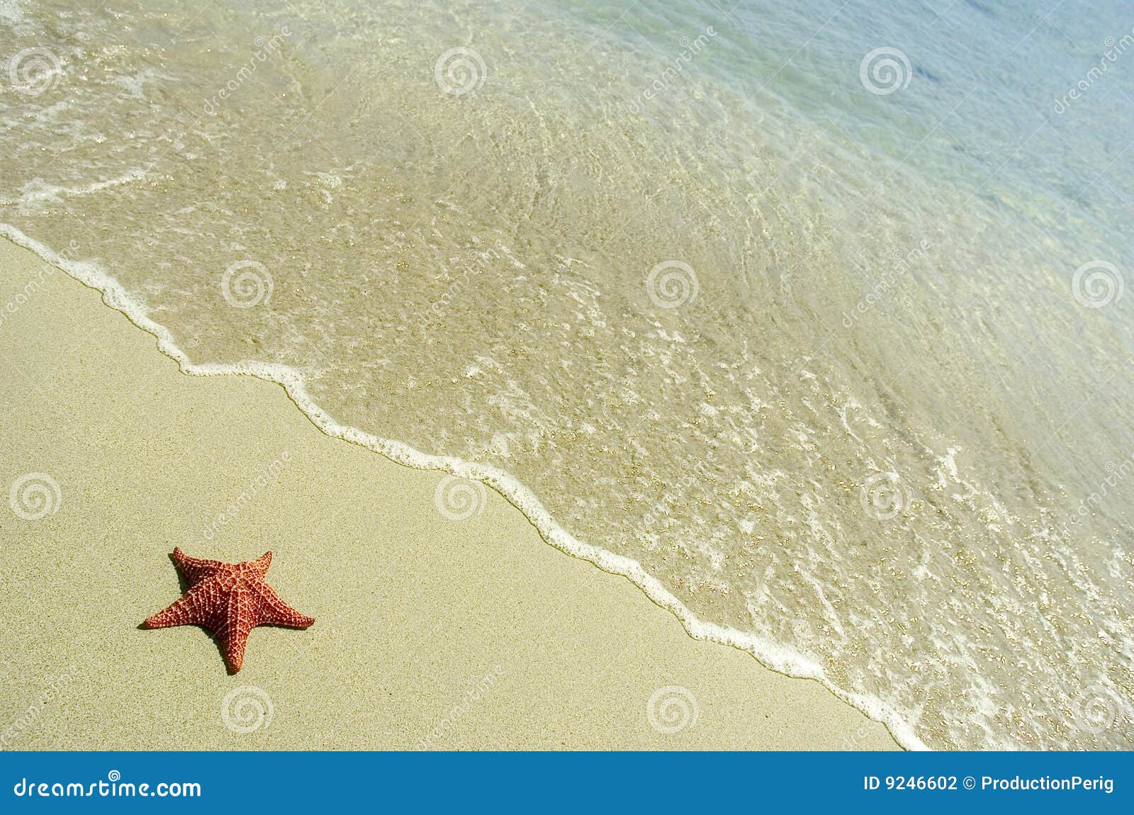Star fish stock photo. Image of holiday, vacation, fish - 9246602