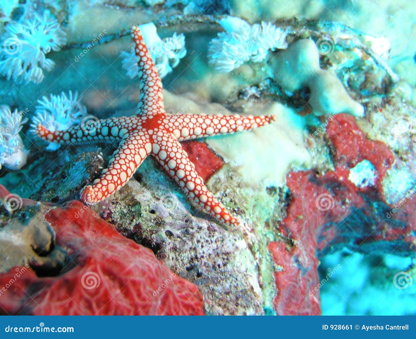 Star fish stock image. Image of creature, marine, animal - 928661