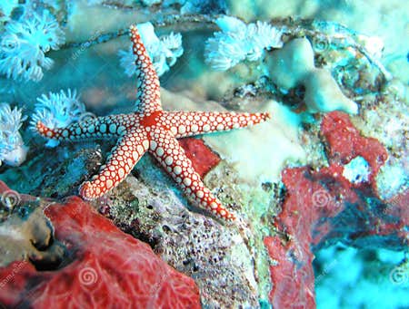 Star fish stock image. Image of creature, marine, animal - 928661