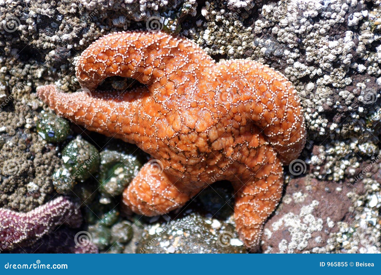 Star Fish stock image. Image of marine, stars, ocean, starfish - 965855