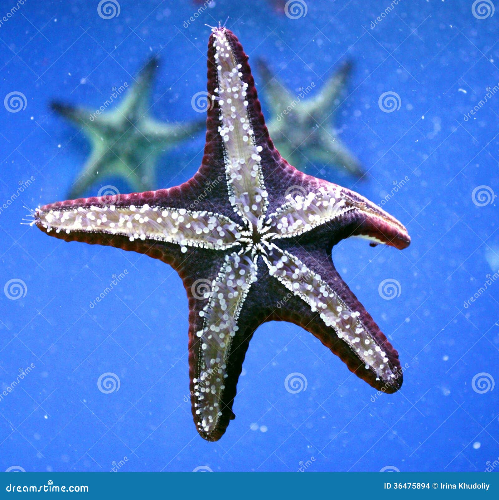 Star fish stock photo. Image of water, scuba, suckers - 36475894