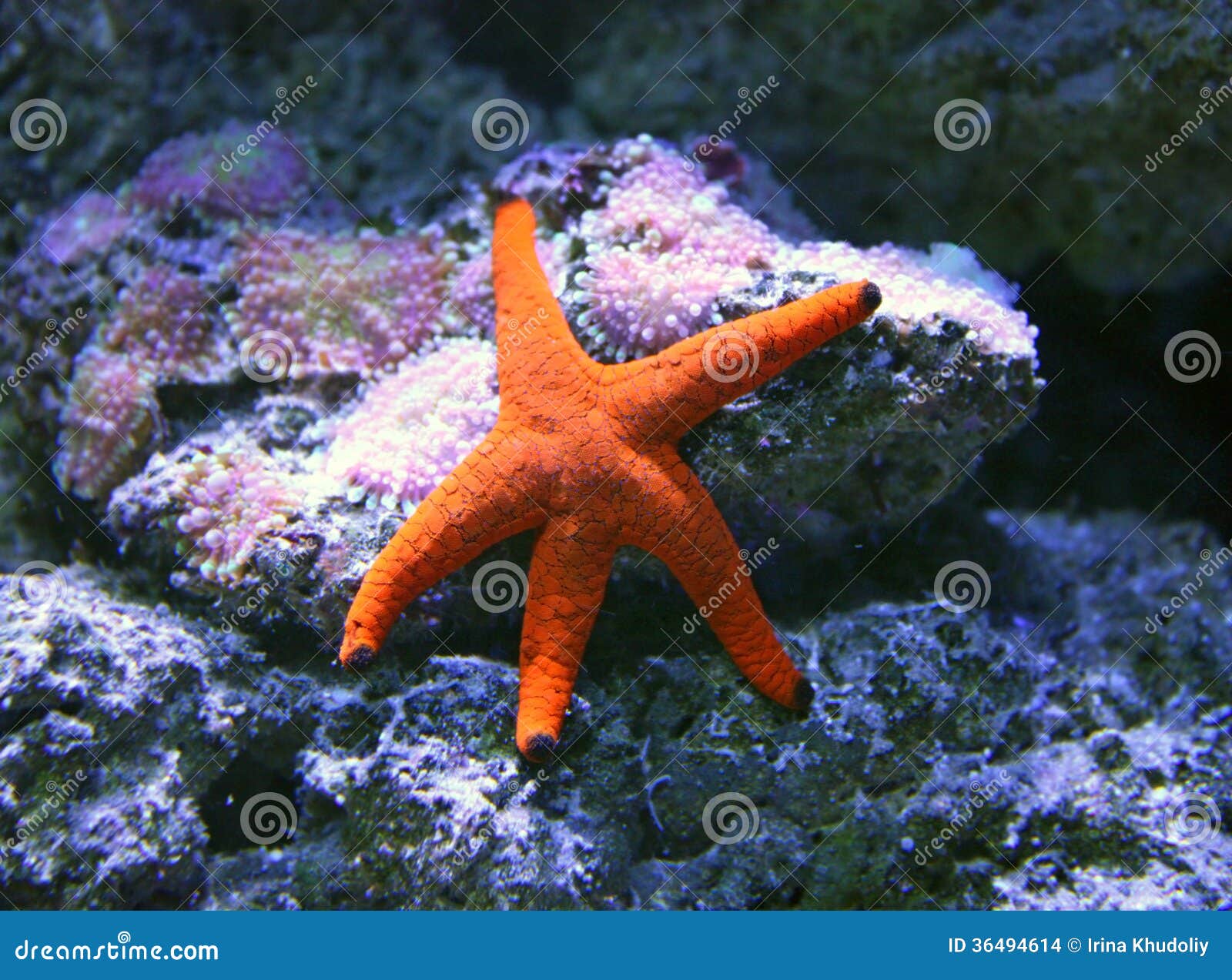 Star fish stock photo. Image of water, aquarium, glued - 36494614