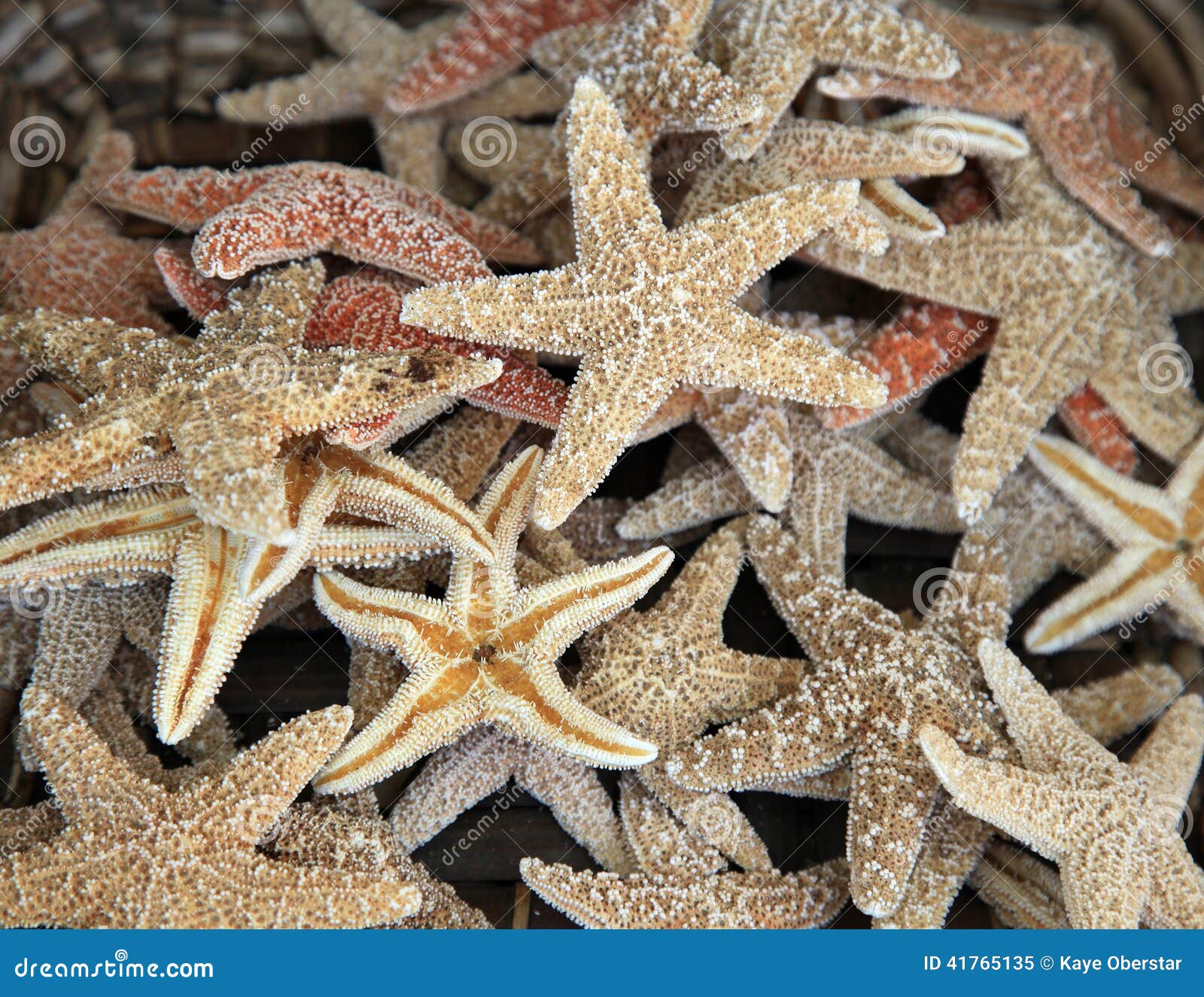 Star fish stock image. Image of travel, star, traveling - 41765135