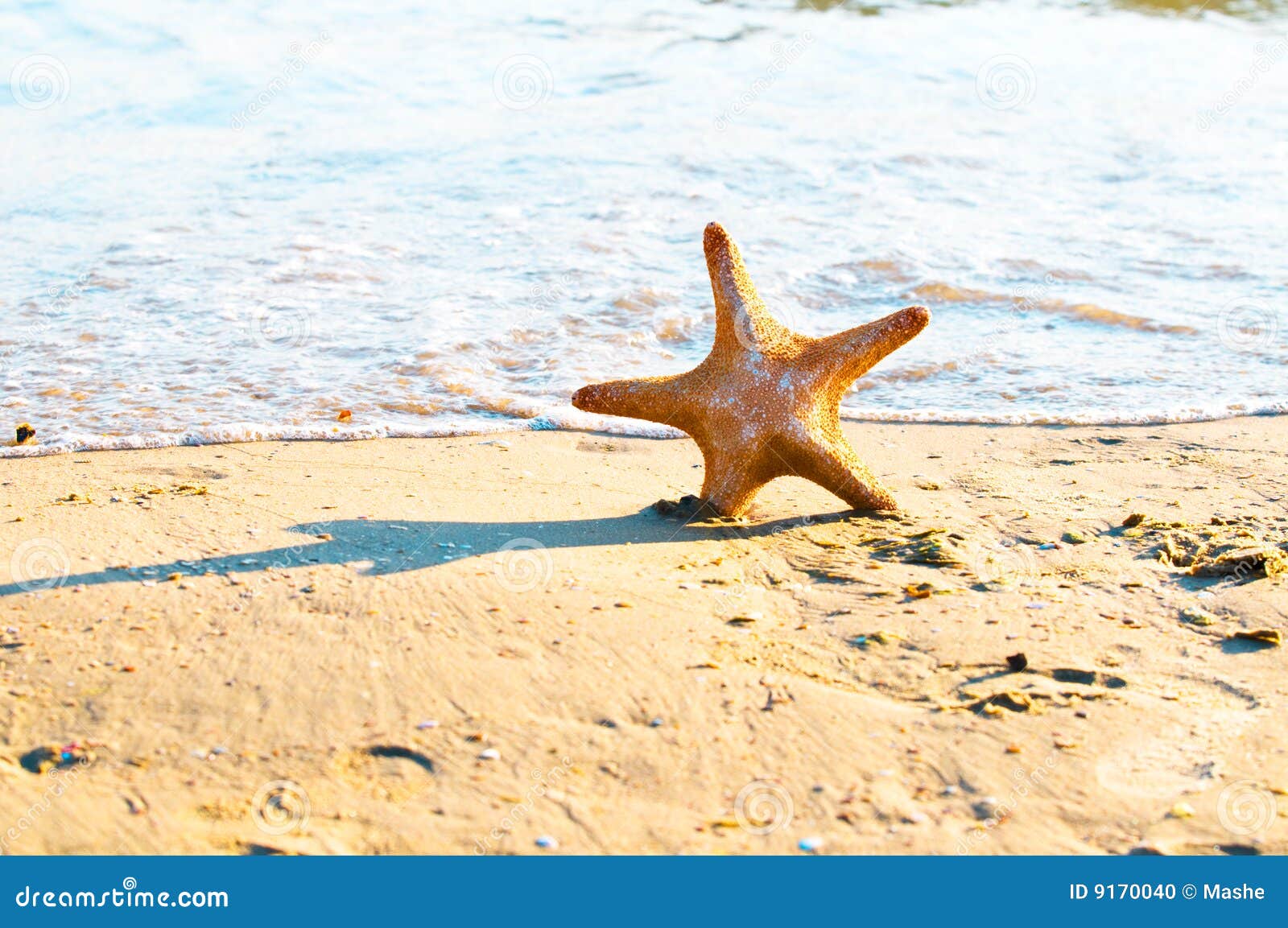 Star fish on the Beach stock photo. Image of summer, vacation - 9170040