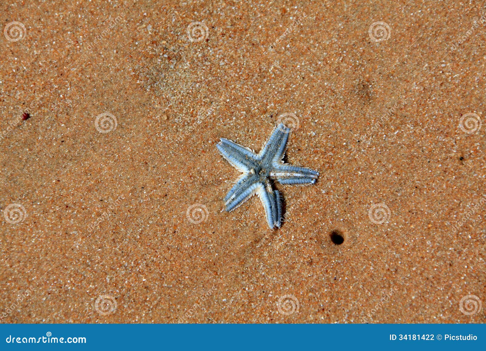 Star fish stock photo. Image of sand, marine, dead, small - 34181422