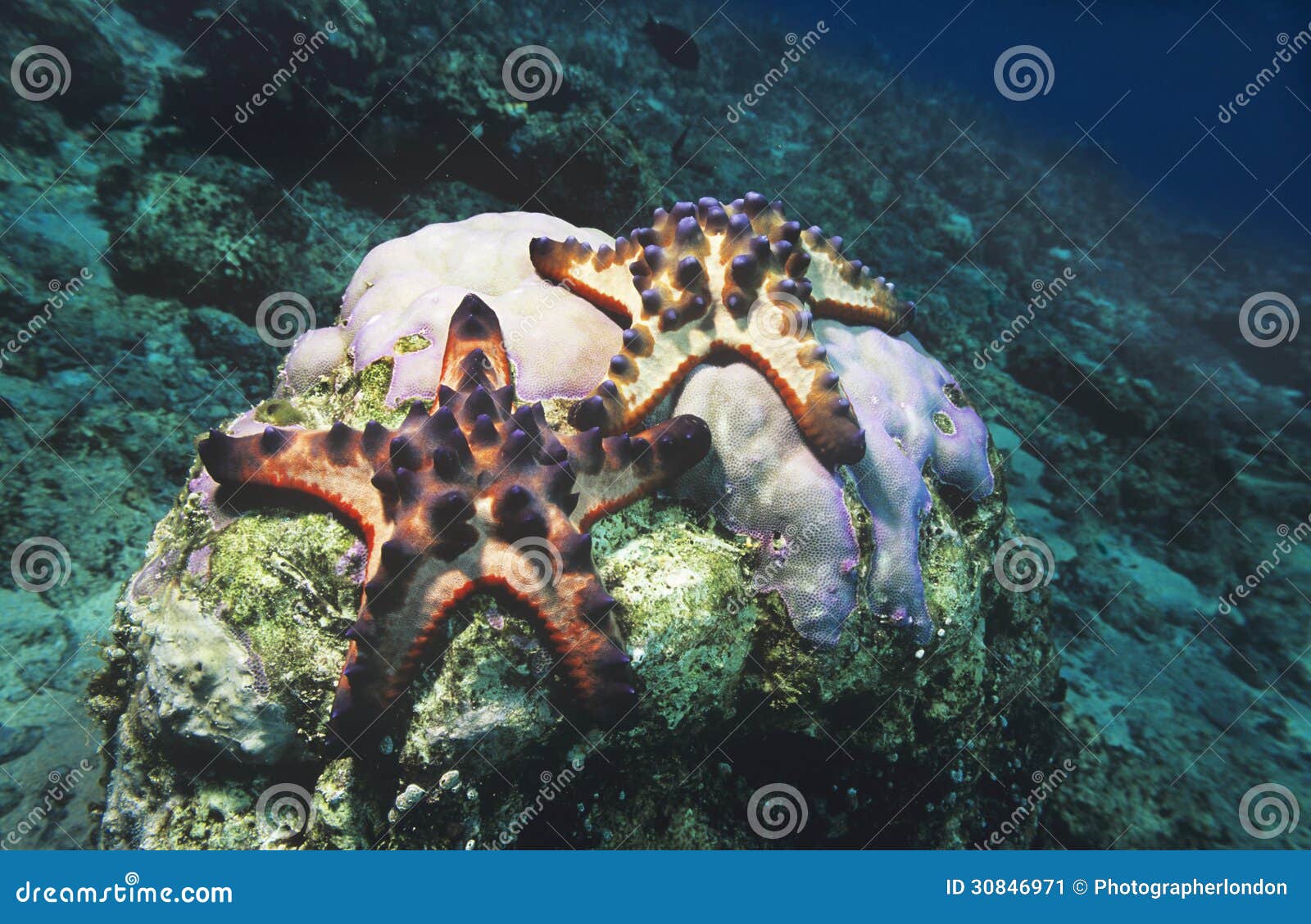 Star fish on coral reef stock image. Image of tranquil - 30846971