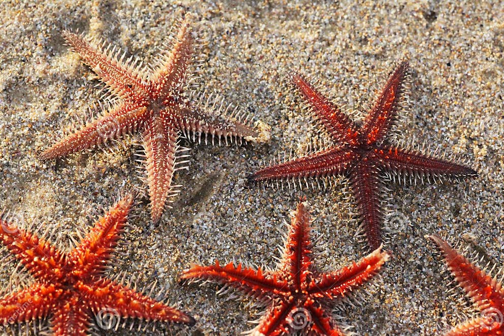 Star fish formation stock image. Image of orange, shore - 27991349