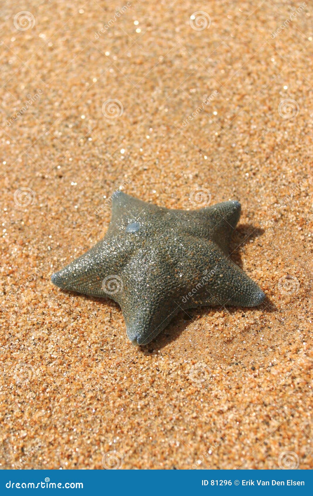 Star Fish I Stock Photography | CartoonDealer.com #81296