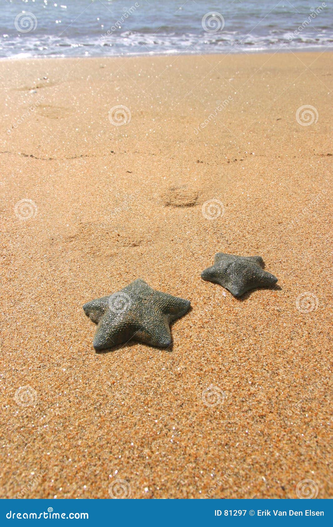 Star fish II stock image. Image of tide, orange, starfish - 81297