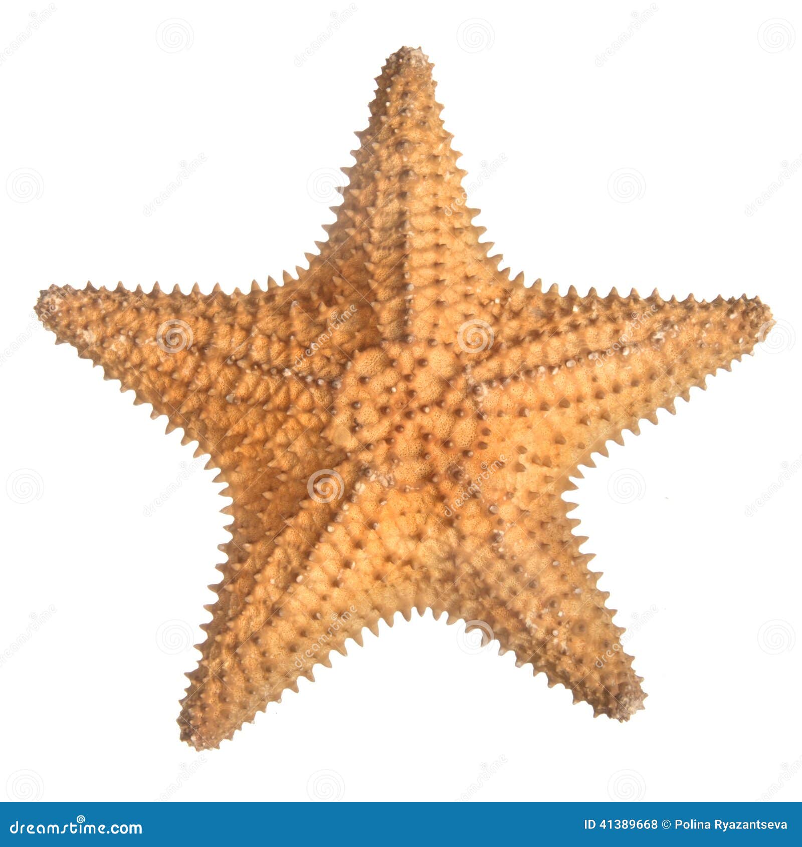 Star Fish II Royalty-Free Stock Photo | CartoonDealer.com #81297