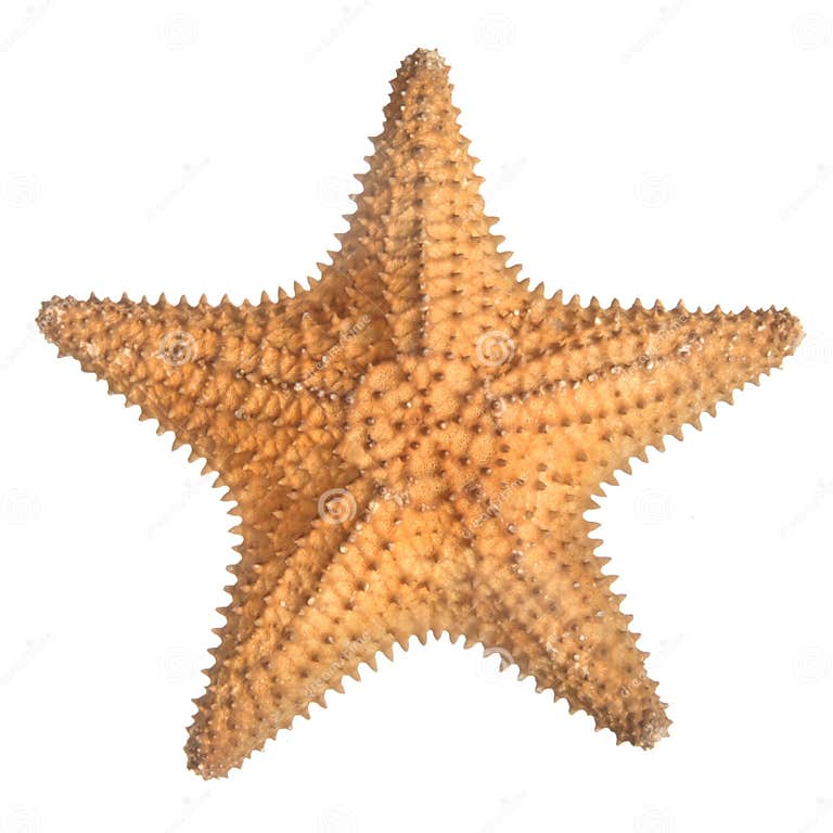 Star fish stock photo. Image of mollusk, nautilus, beach - 41389668