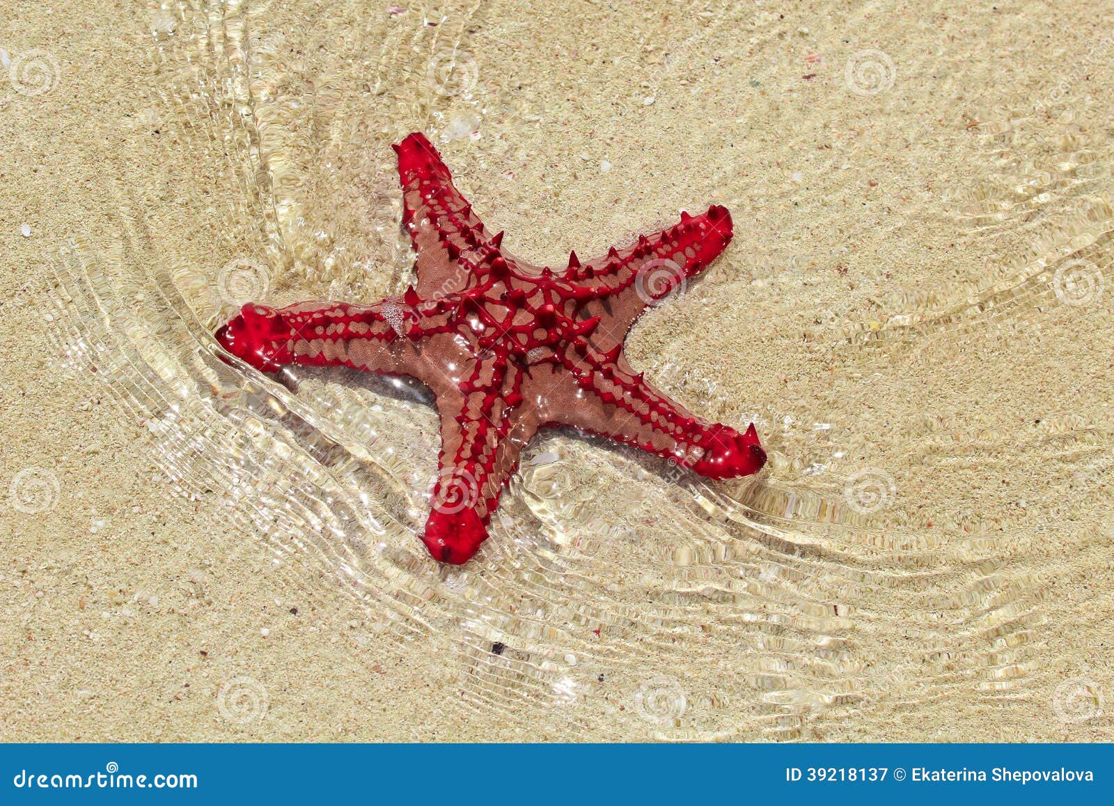 Red sea star fish stock image. Image of ocean, asteroid - 39218137