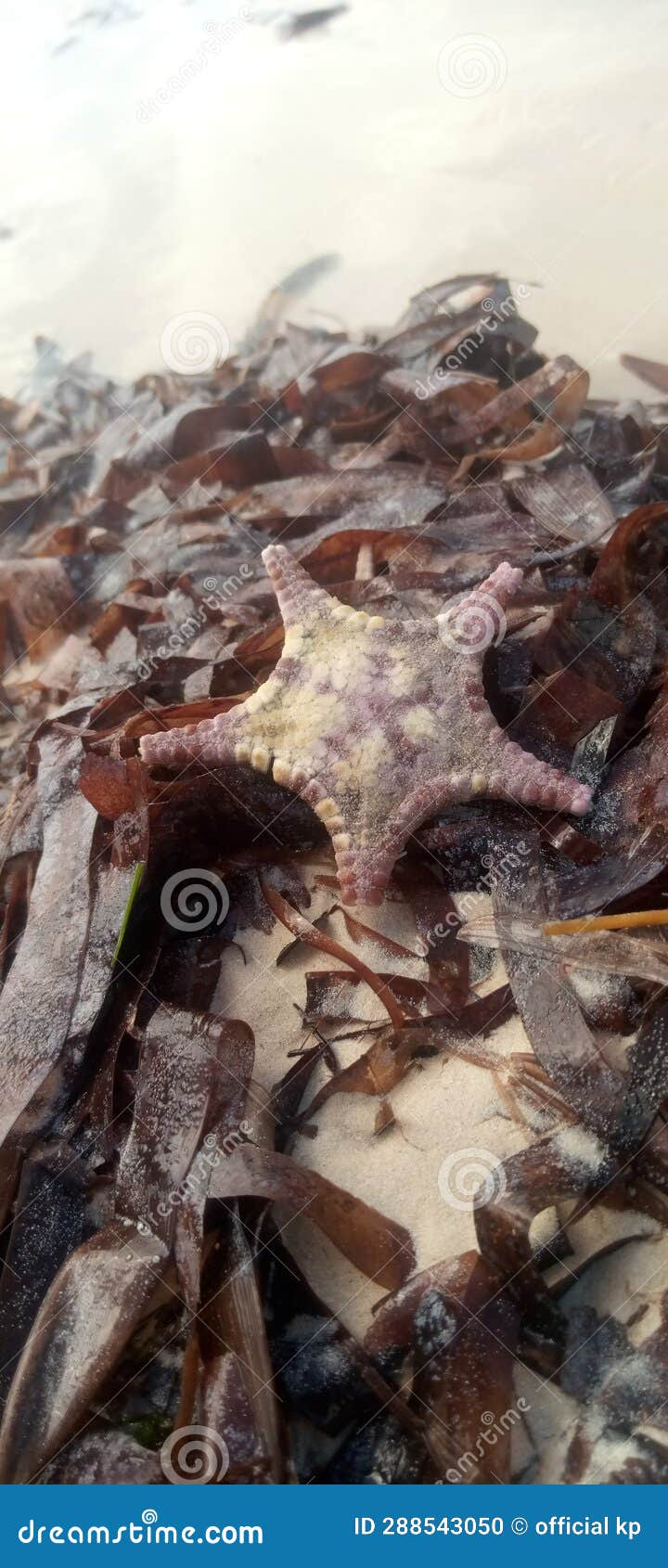 Star fish sand beach dust stock photo. Image of dust - 288543050