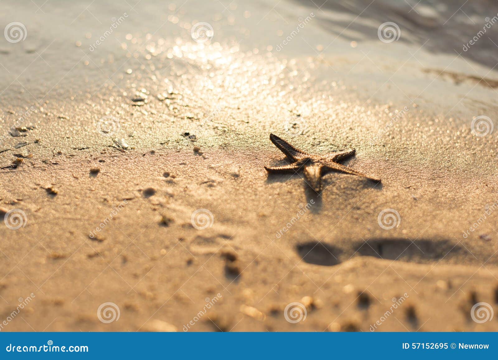 Star fish on a sandy beach stock image. Image of beach - 57152695