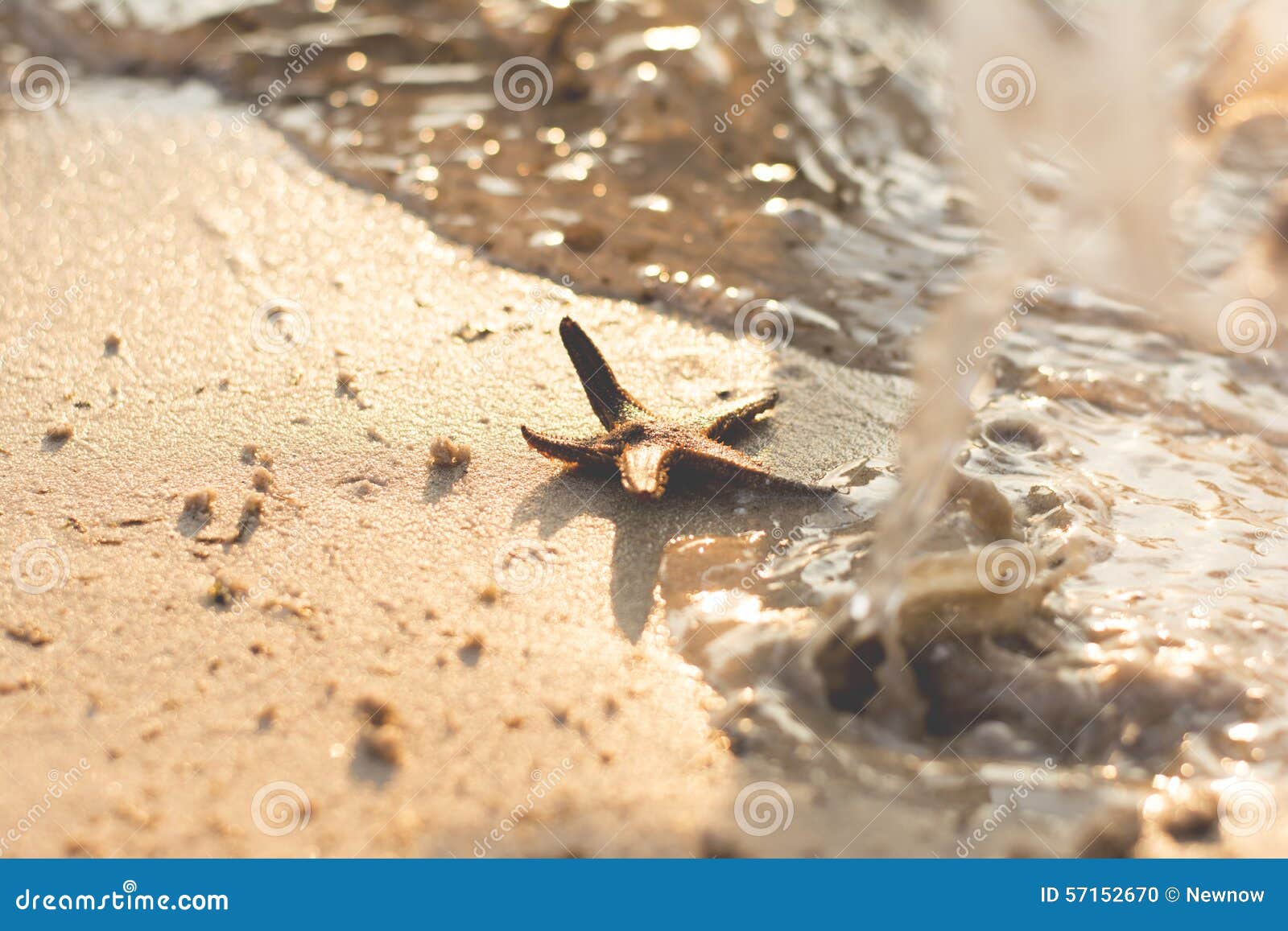 Star fish on a sandy beach stock photo. Image of greeting - 57152670