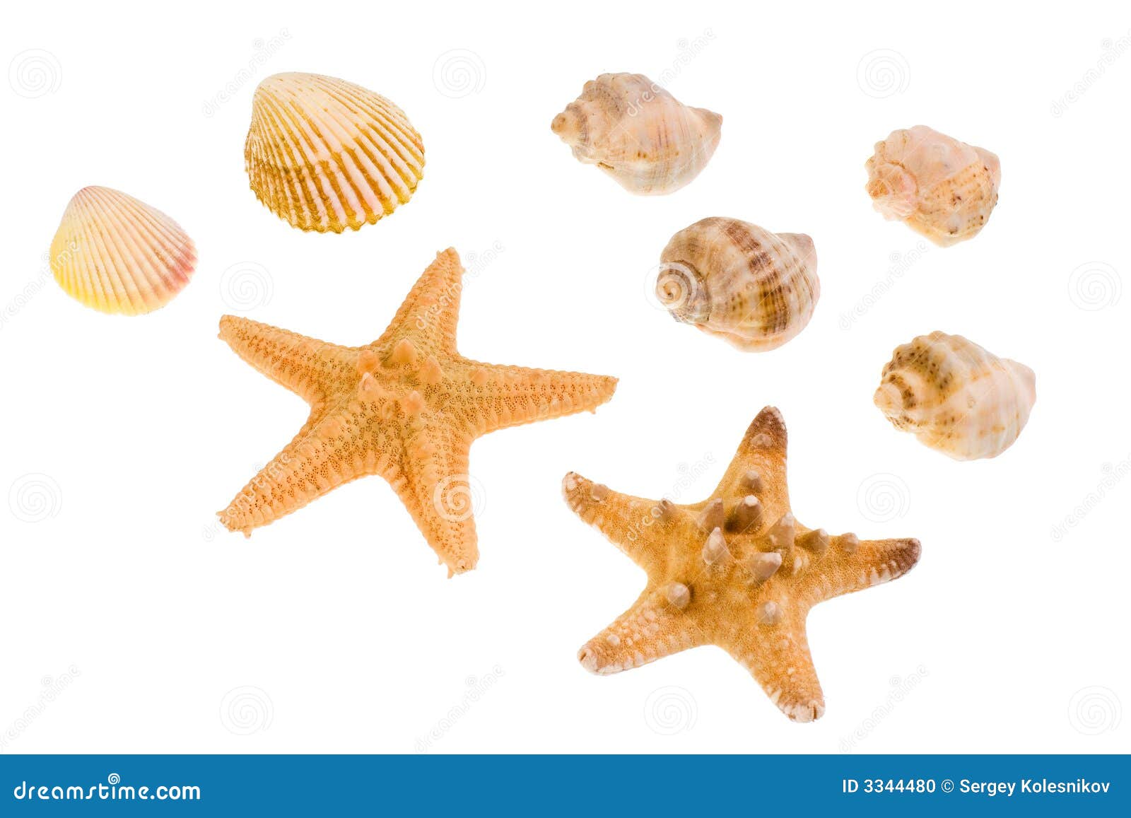 Star-fish and seashells stock photo. Image of pearly, living - 3344480