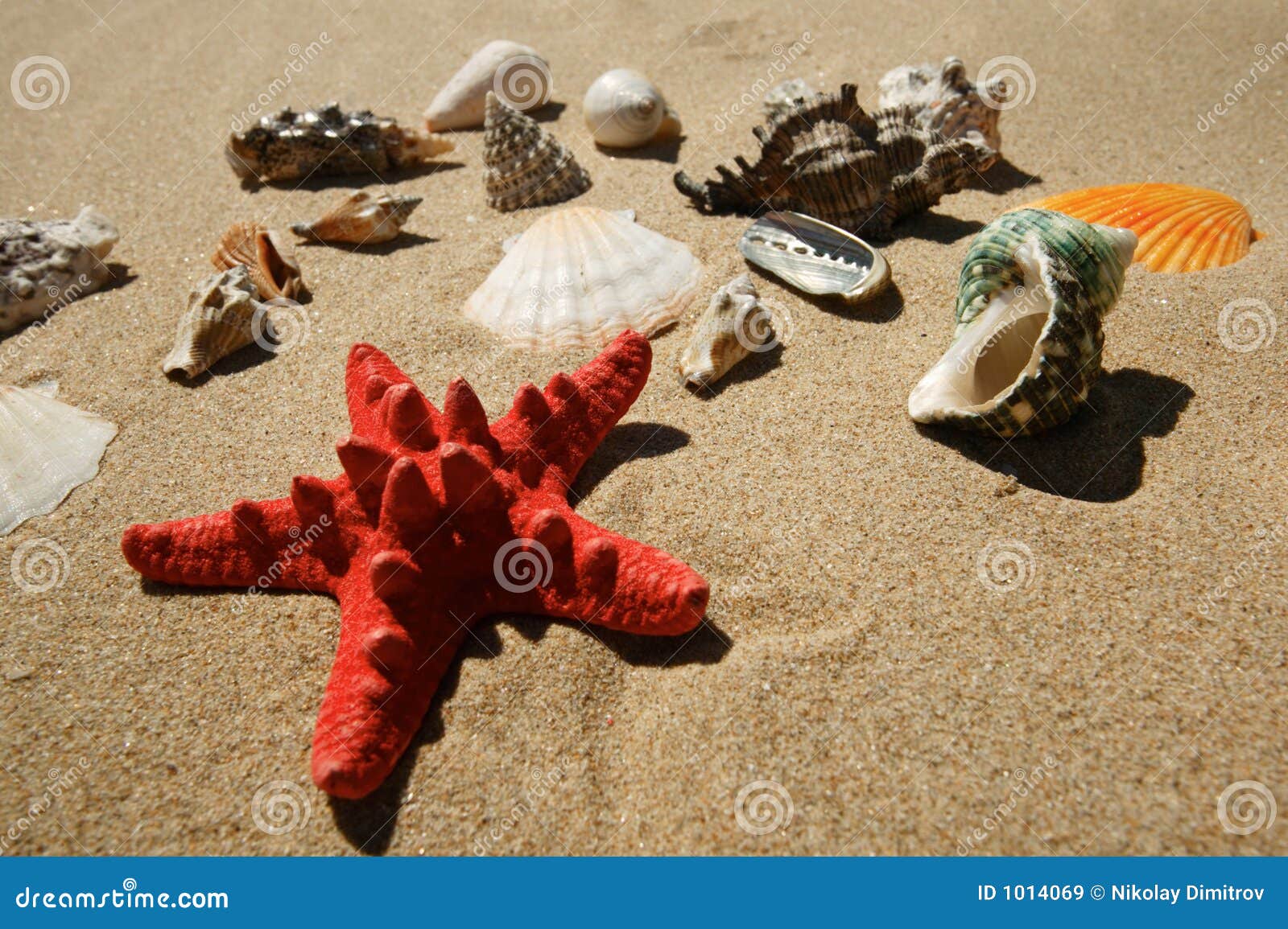 Star-fish and shells stock image. Image of beach, periwinkle - 1014069