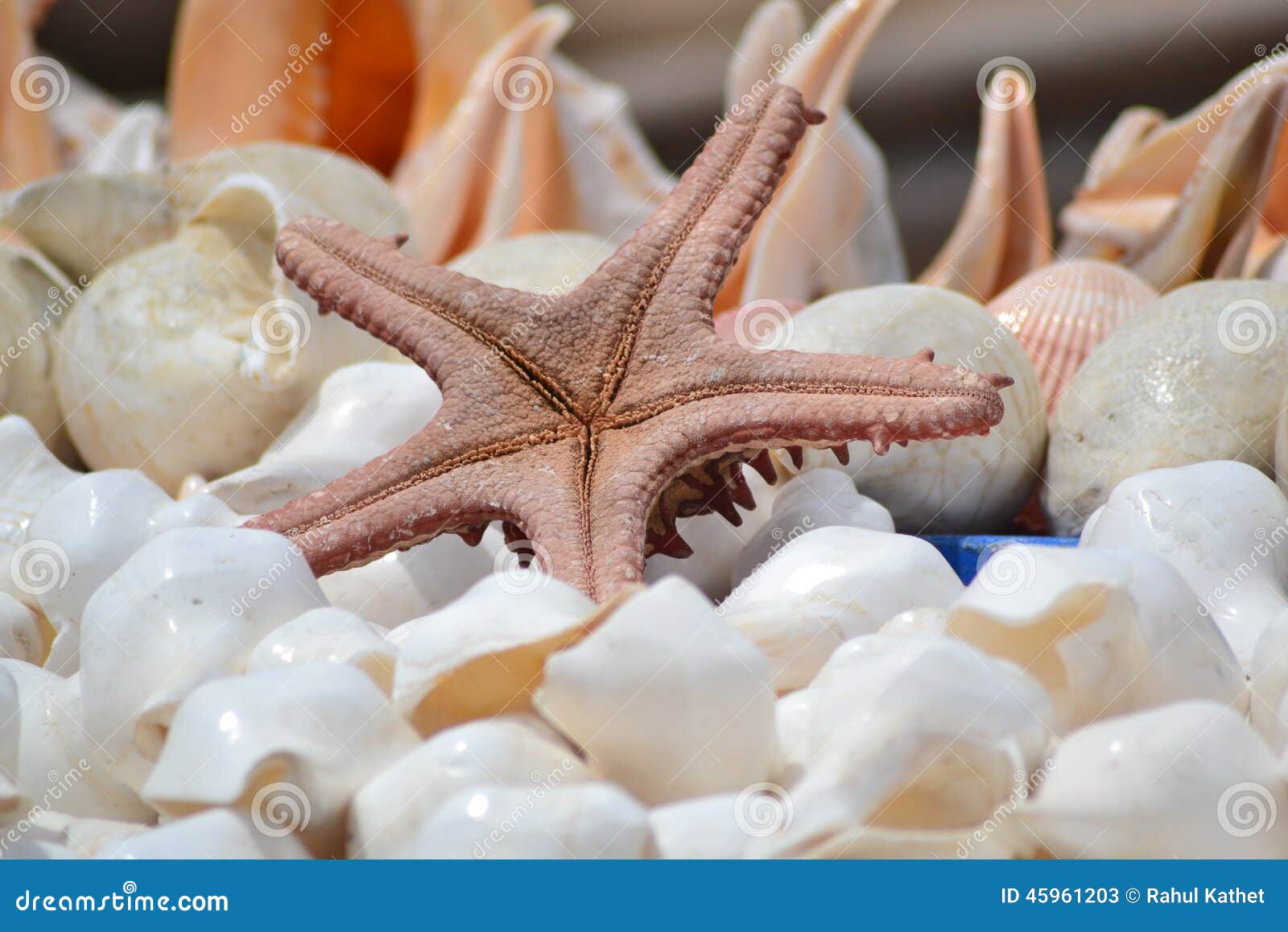Star fish and shells stock image. Image of fort, shells - 45961203
