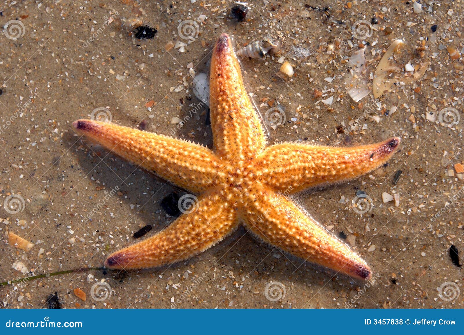Star fish & shells01 stock photo. Image of fish, asteroidea - 3457838