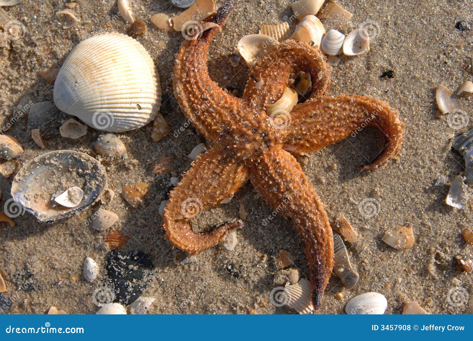 Star fish & shells07 stock photo. Image of sand, texture - 3457908