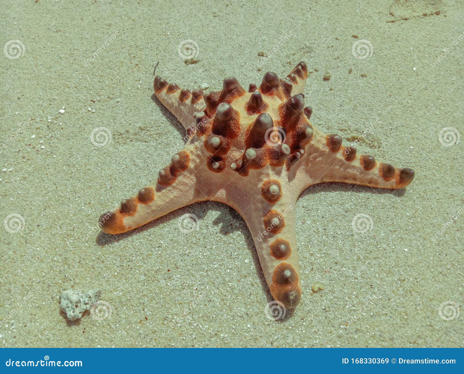 Star Fish Sun Bathing in the Shore Stock Image - Image of fish, bathing ...