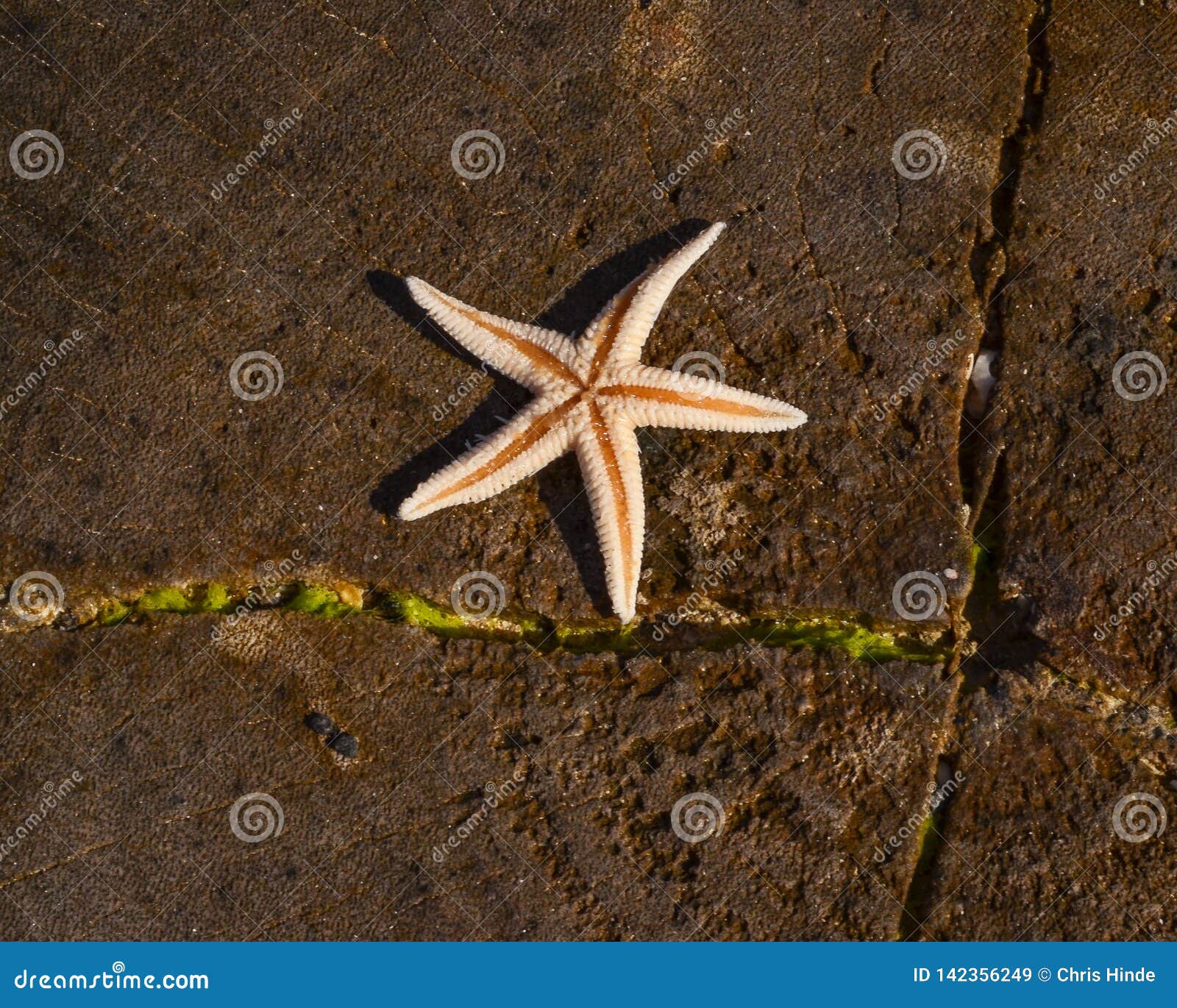 Star fish in the sun stock image. Image of holiday, beautiful - 142356249